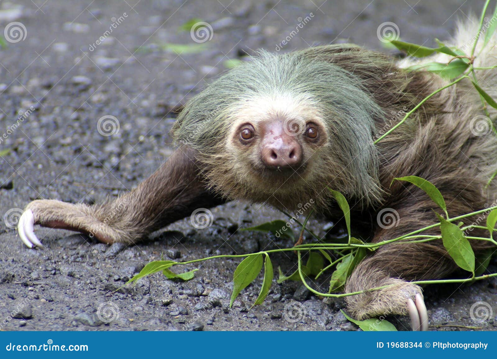 Strisciare Due-piantato Di Bradipo Fotografia Stock - Immagine di ...