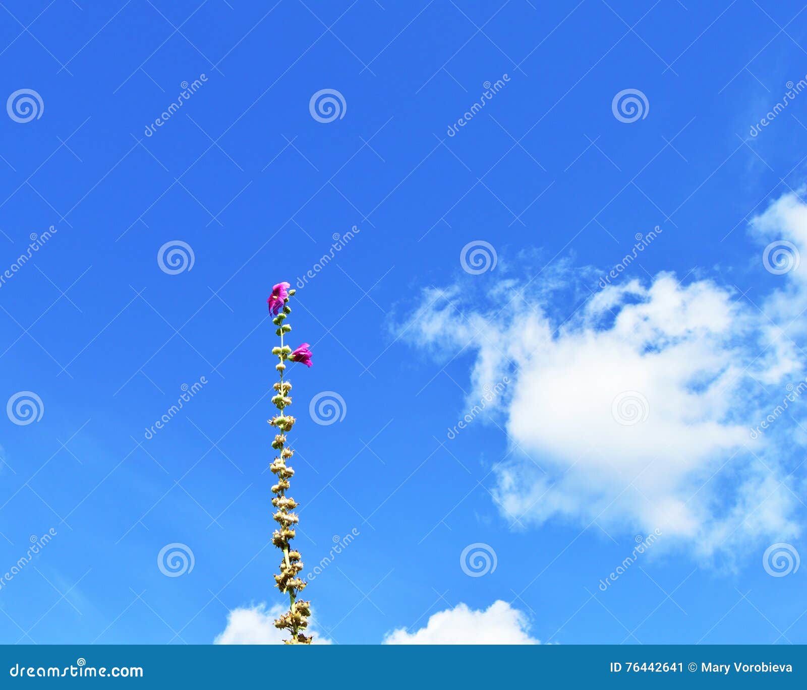 Always strive for ligth stock image. Image of symbol - 76442641