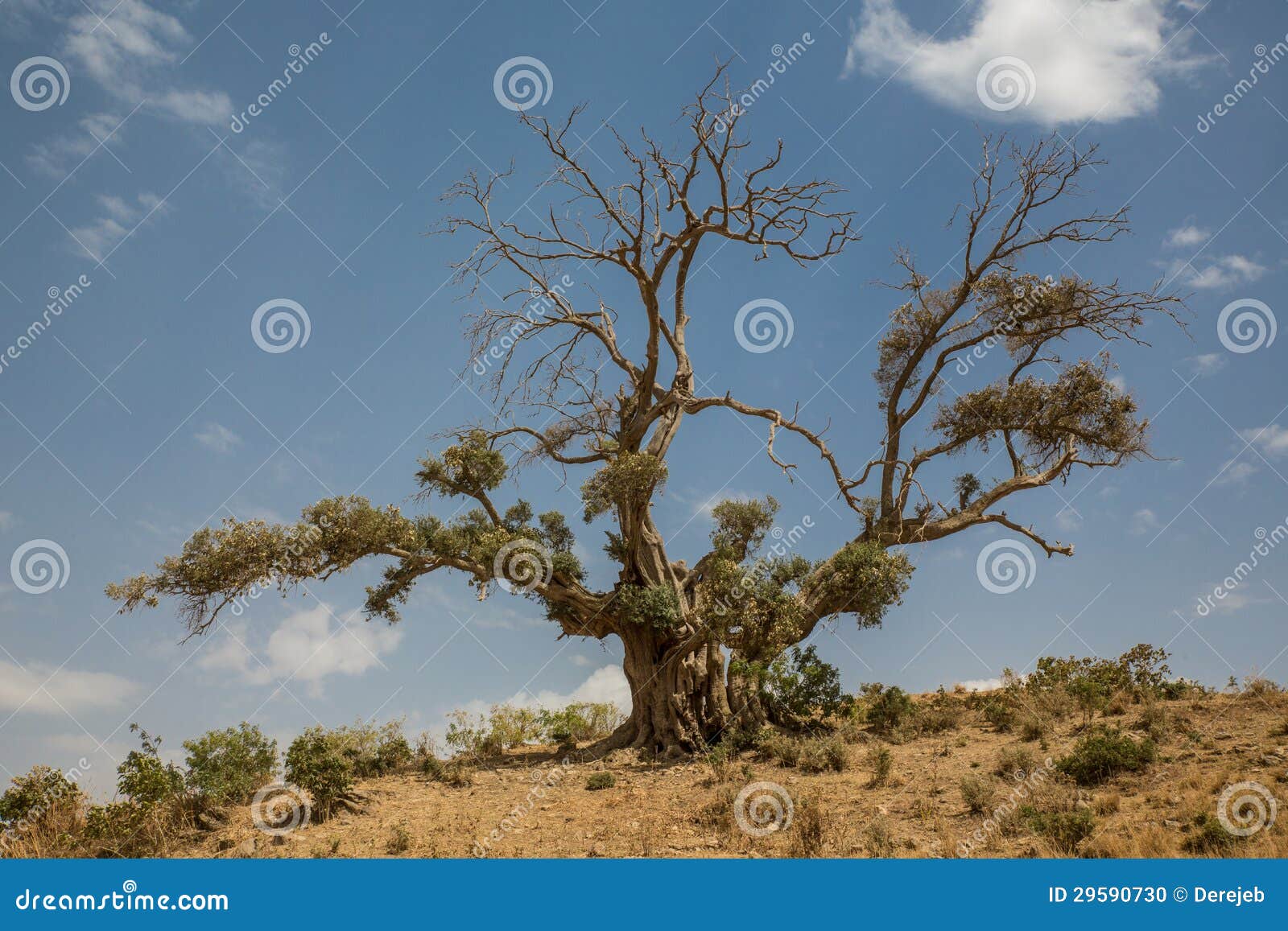Striving to survive stock photo. Image of arid, shrubland - 29590730
