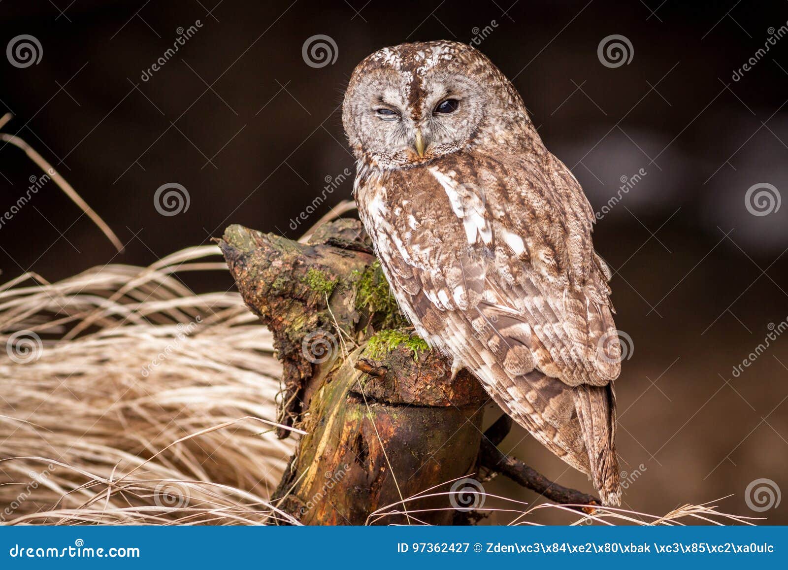 Strix stock image. Image of nature, predator, beak, wild - 97362427