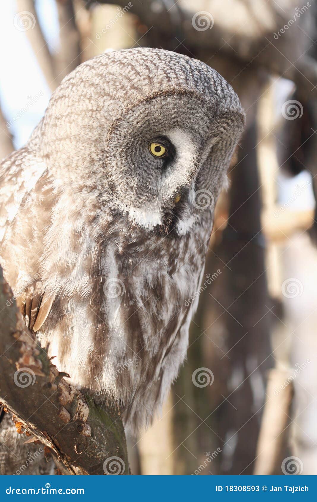 Strix nebulosa stock image. Image of falconry, beak, feather - 18308593