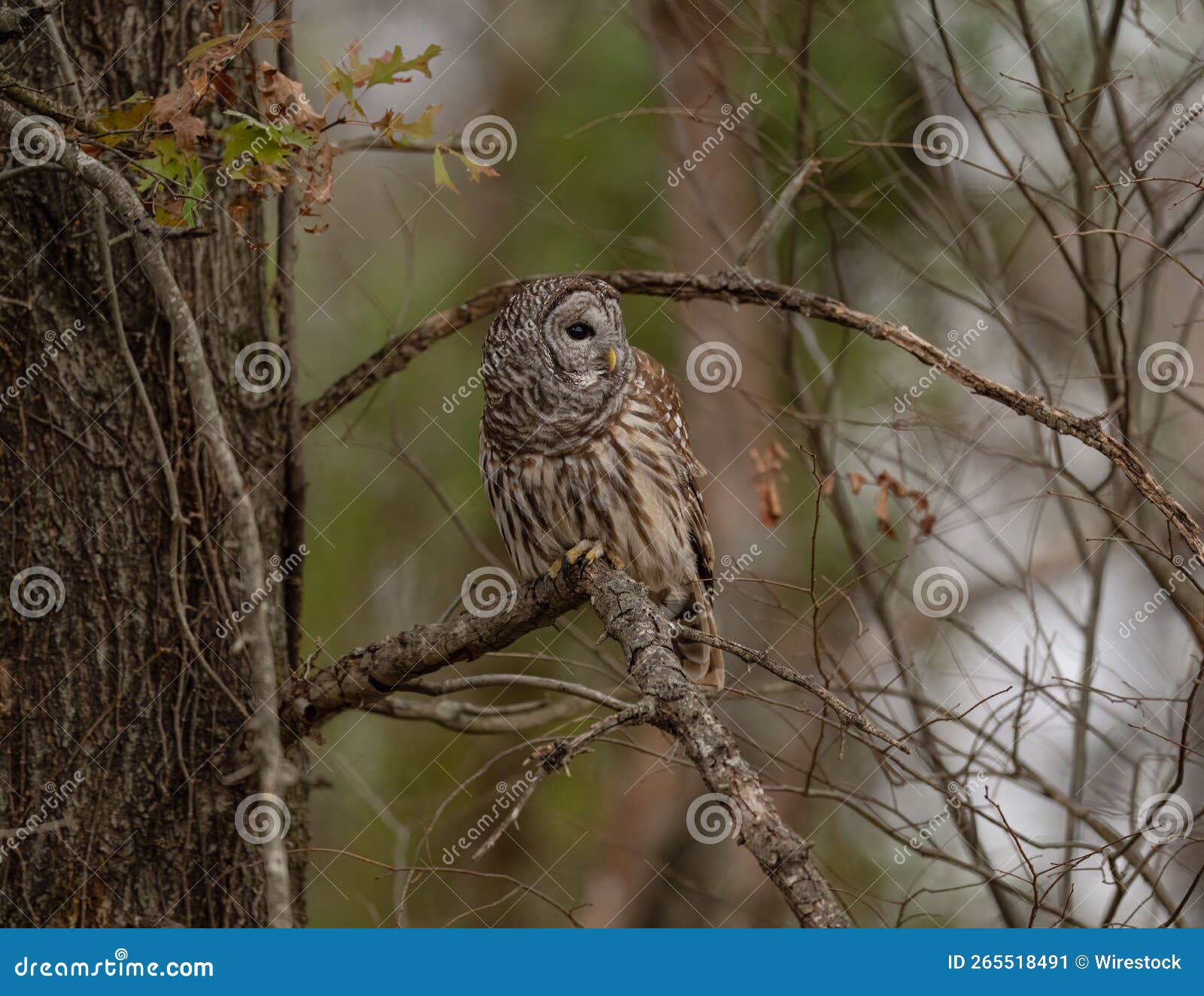 Strix Owl Perched on the Tree Branch Stock Image - Image of feather ...