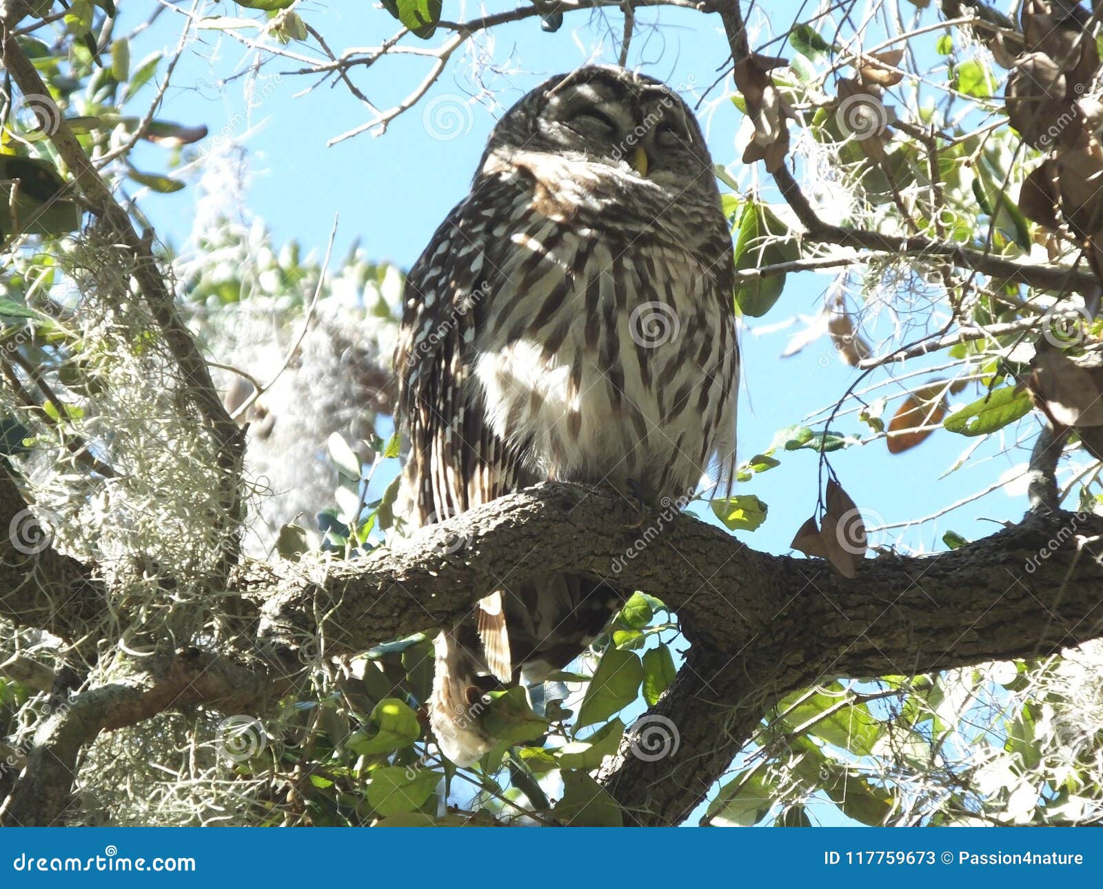 Strix Varia Del Buho Barrado Imagen de archivo - Imagen de barrado ...
