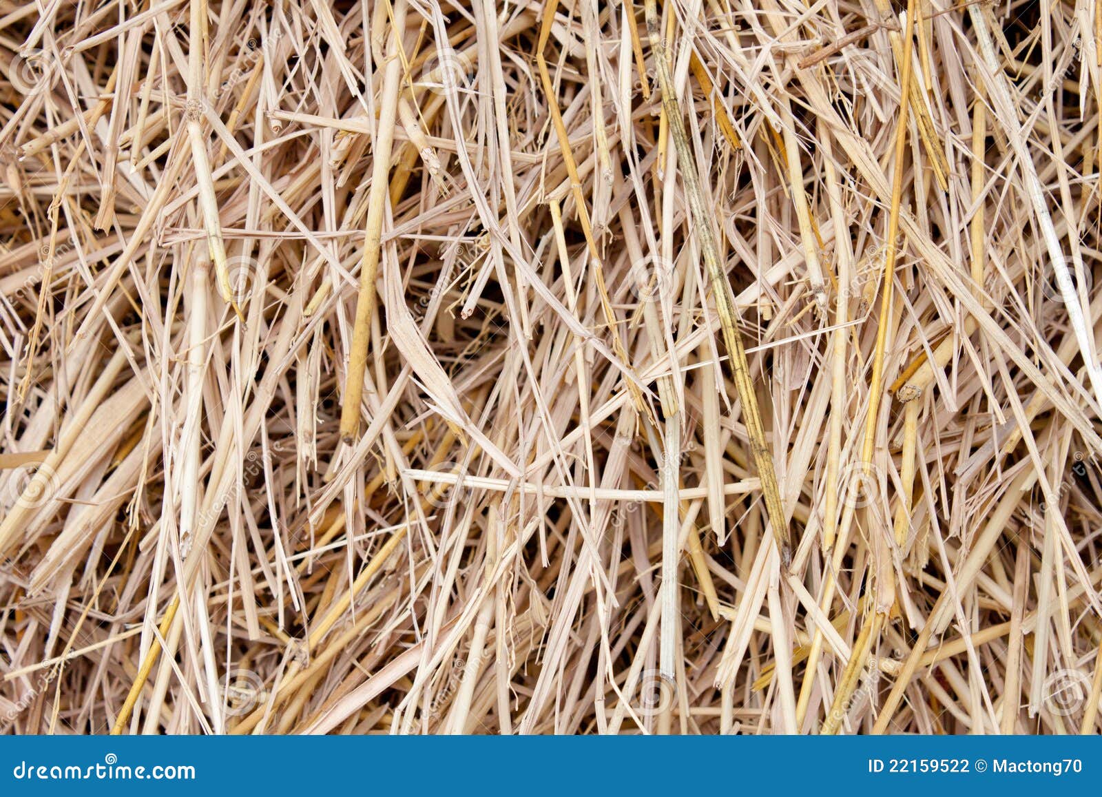 Stro stock foto. Image of naughty, korrel, stro, installatie - 22159522