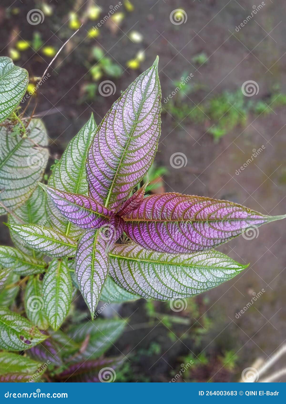 The Strobilanthes dyeriana stock image. Image of flower - 264003683