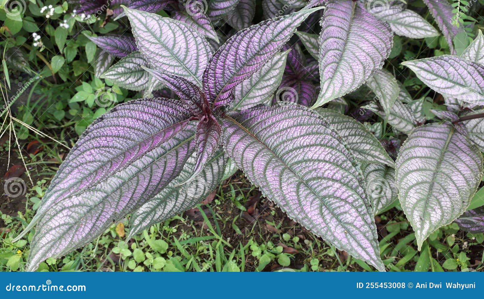 Strobilanthes Dyeriana Also Called Persian Shield, Royal Purple Plant ...