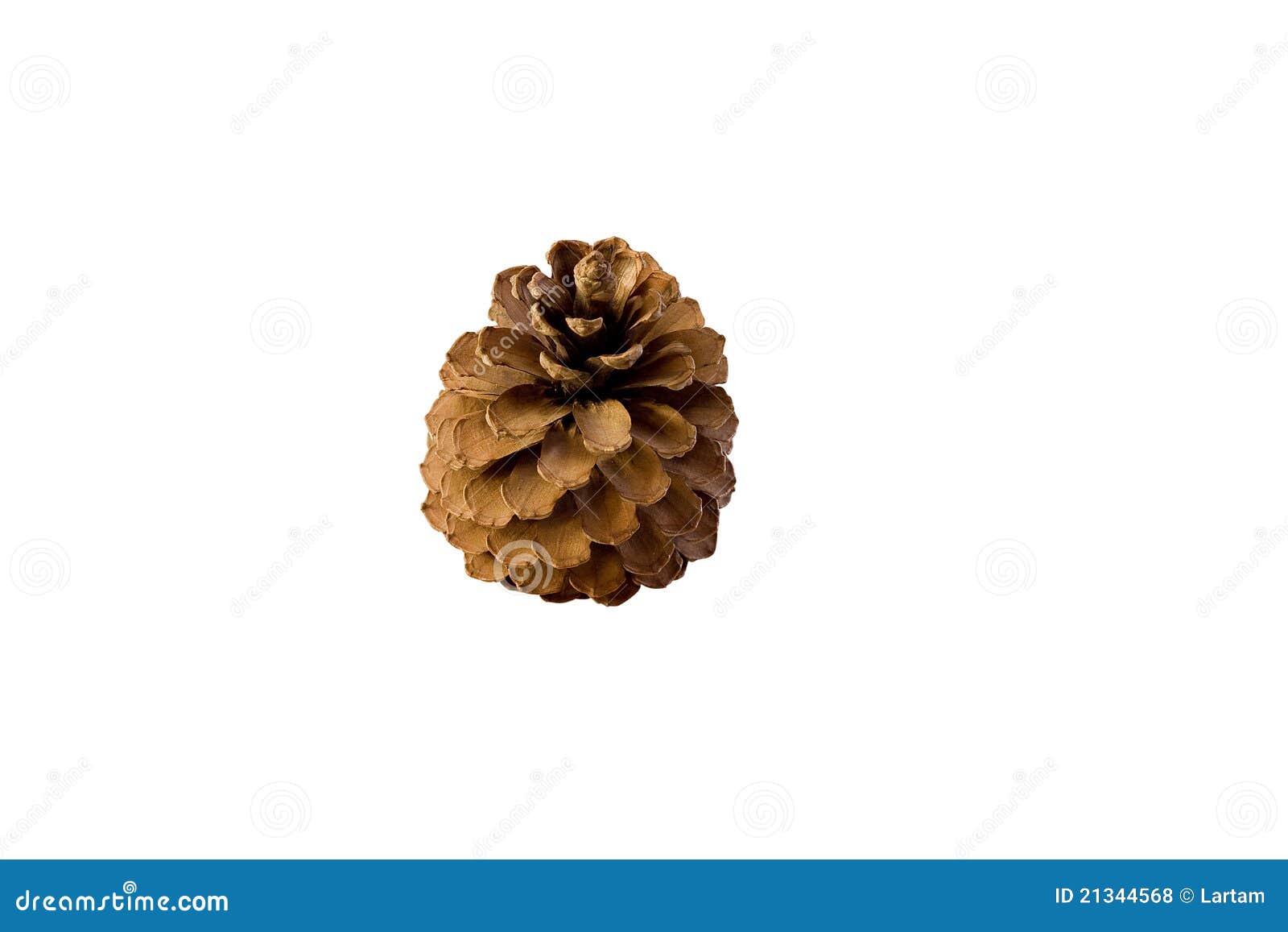 Strobile stock photo. Image of white, cedar, strobile - 21344568