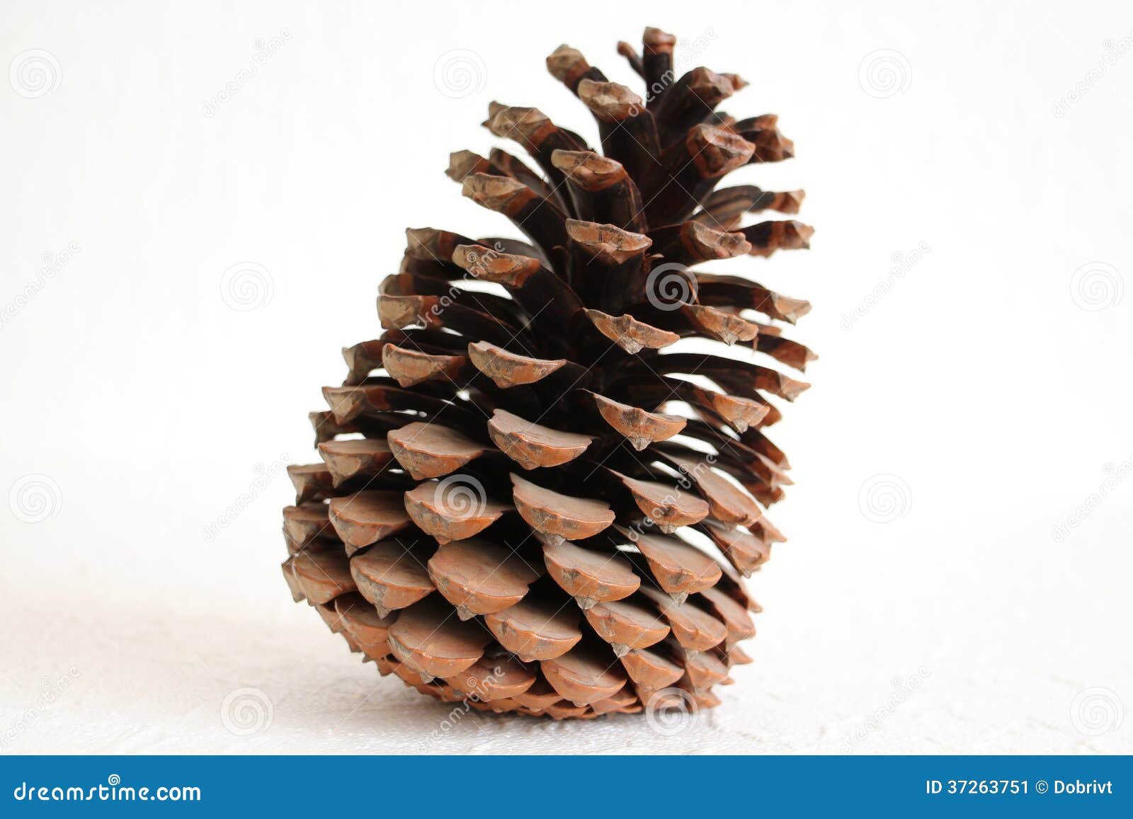 STROBILE image stock. Image du forêt, fruits, hiver, cône - 37263751