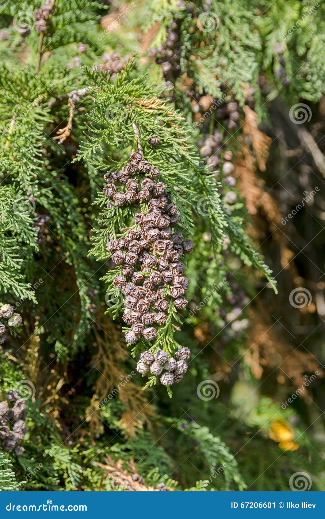 Strobile from Cypress Variant in Pancharevo Park Stock Image - Image of ...