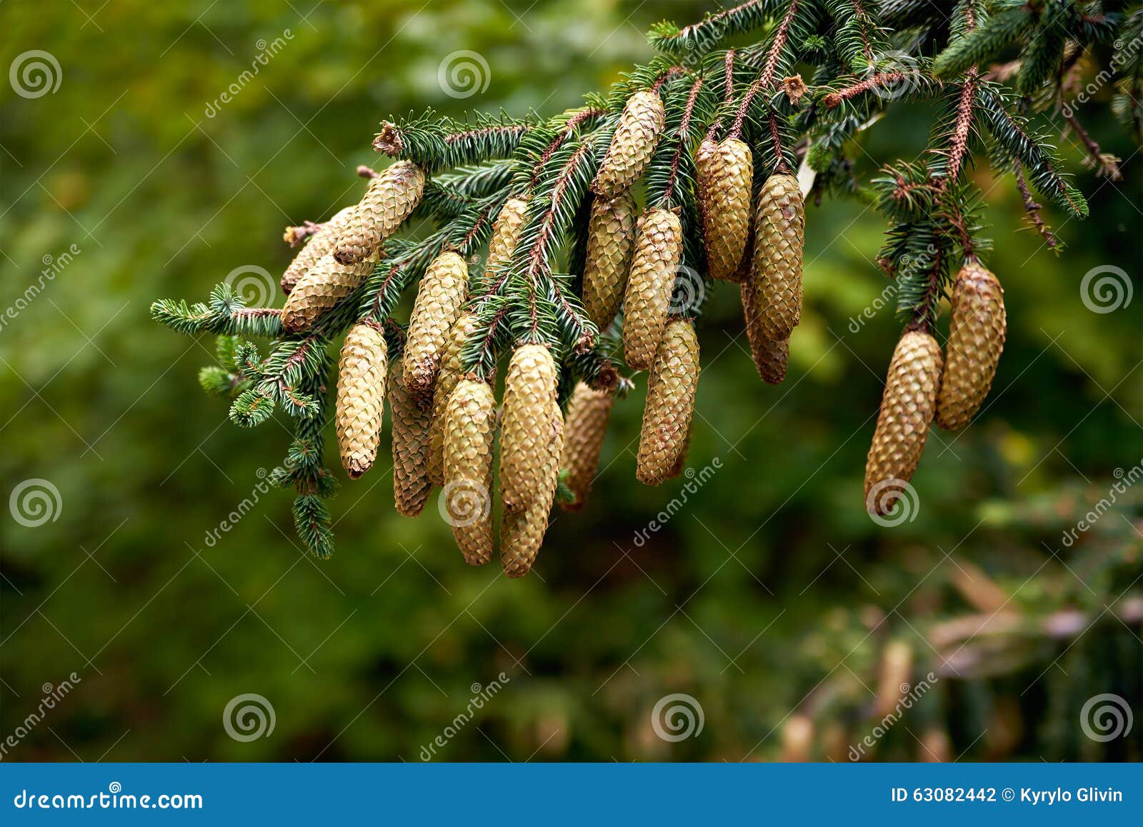 Strobile De Cône De Pin Sur La Branche Photo stock - Image du cône ...