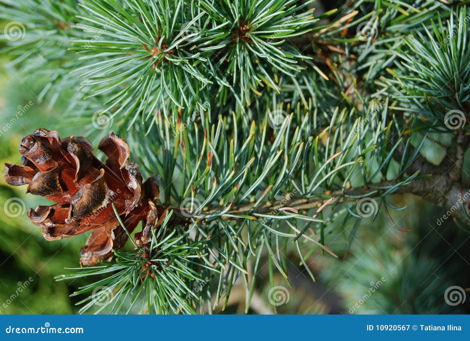 Strobile on the Pine Stick. Stock Image - Image of bush, pitch: 10920567
