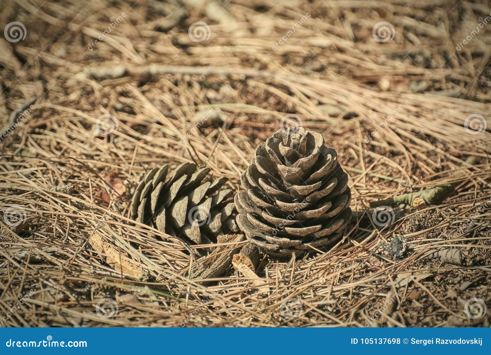 Strobile stock photo. Image of pine, leaf, acerose, ecology - 105137698
