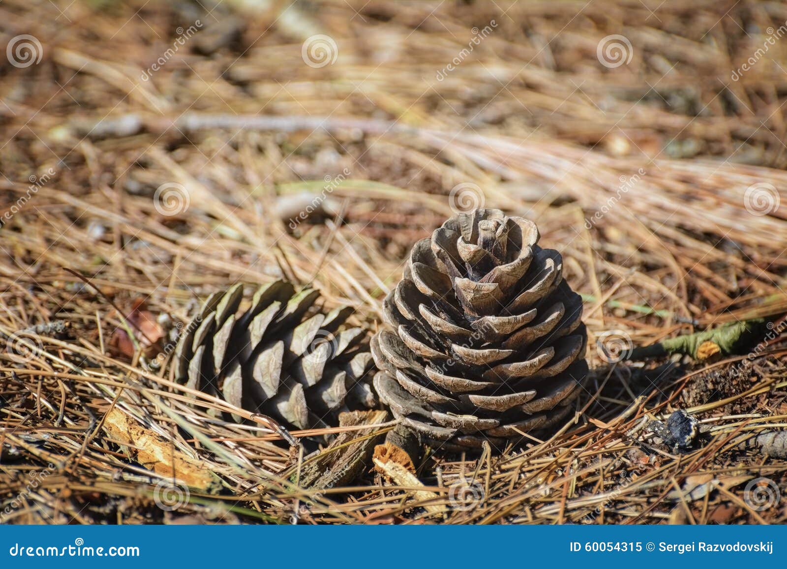 Strobile stock image. Image of outdoor, leaf, flora, strobile - 60054315