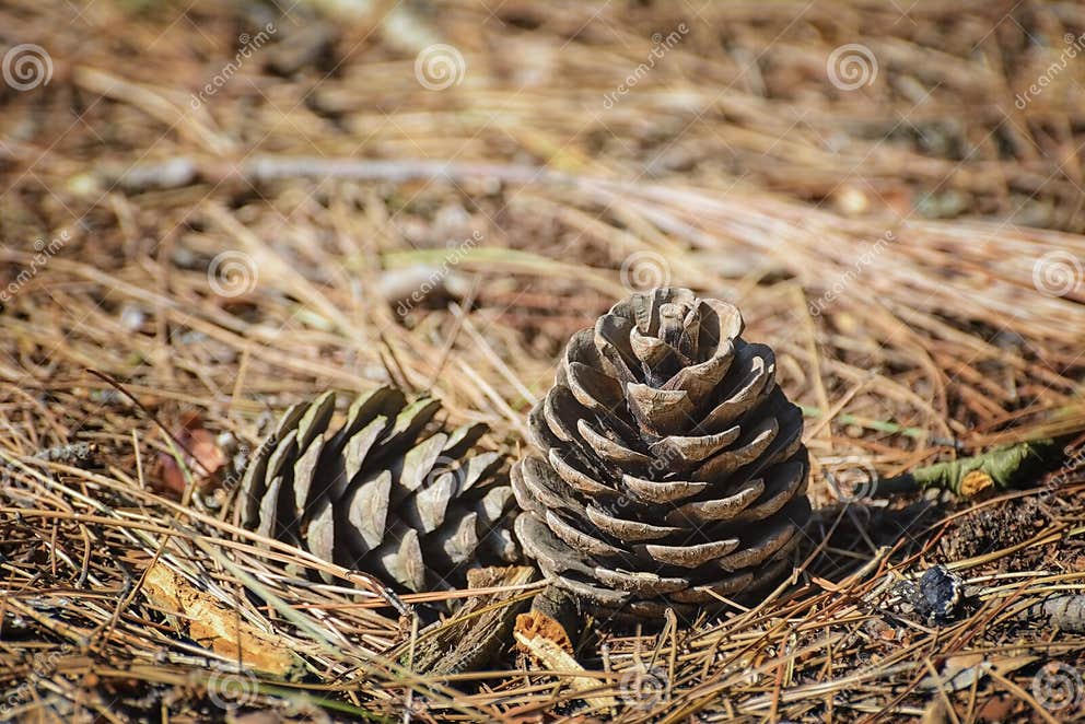 Strobile stock image. Image of outdoor, leaf, flora, strobile - 60054315