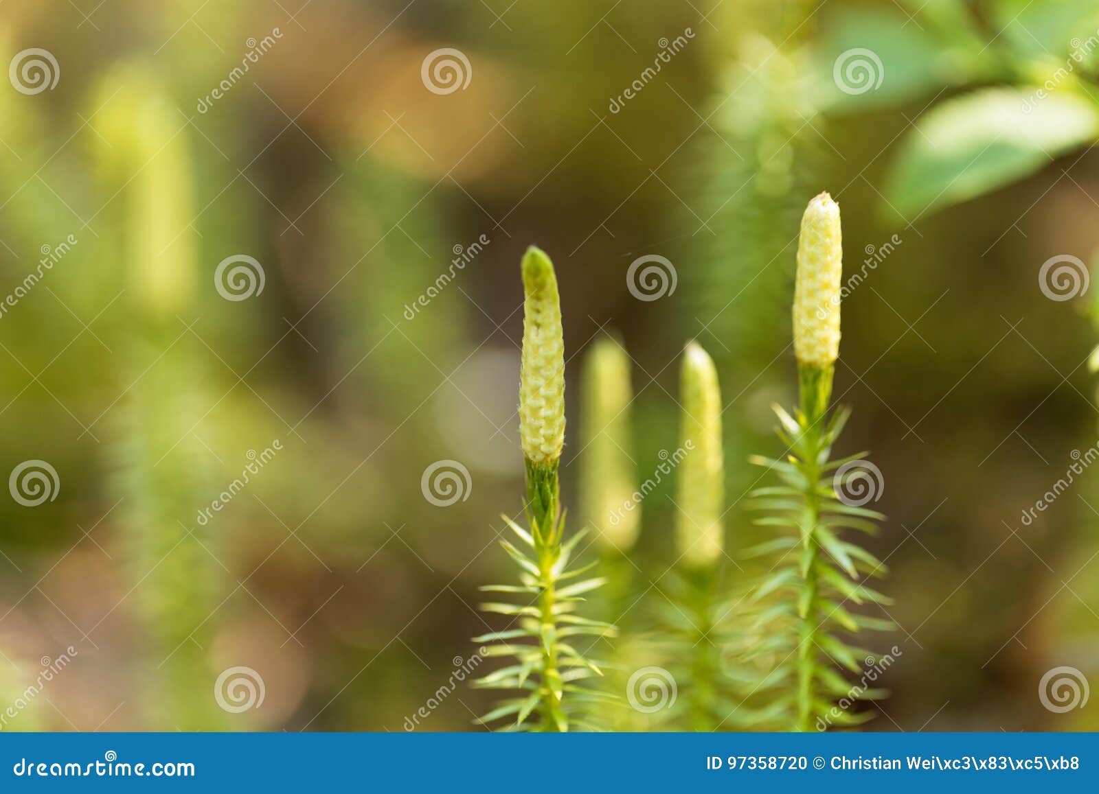 Strobili of an Interrupted Club Moss Stock Photo - Image of botany ...