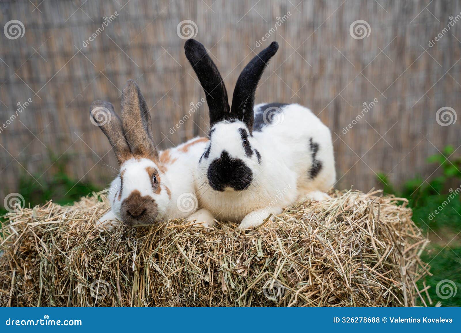 Strokach White with Black and Brown Spots Checkerd Gigantic - Large ...