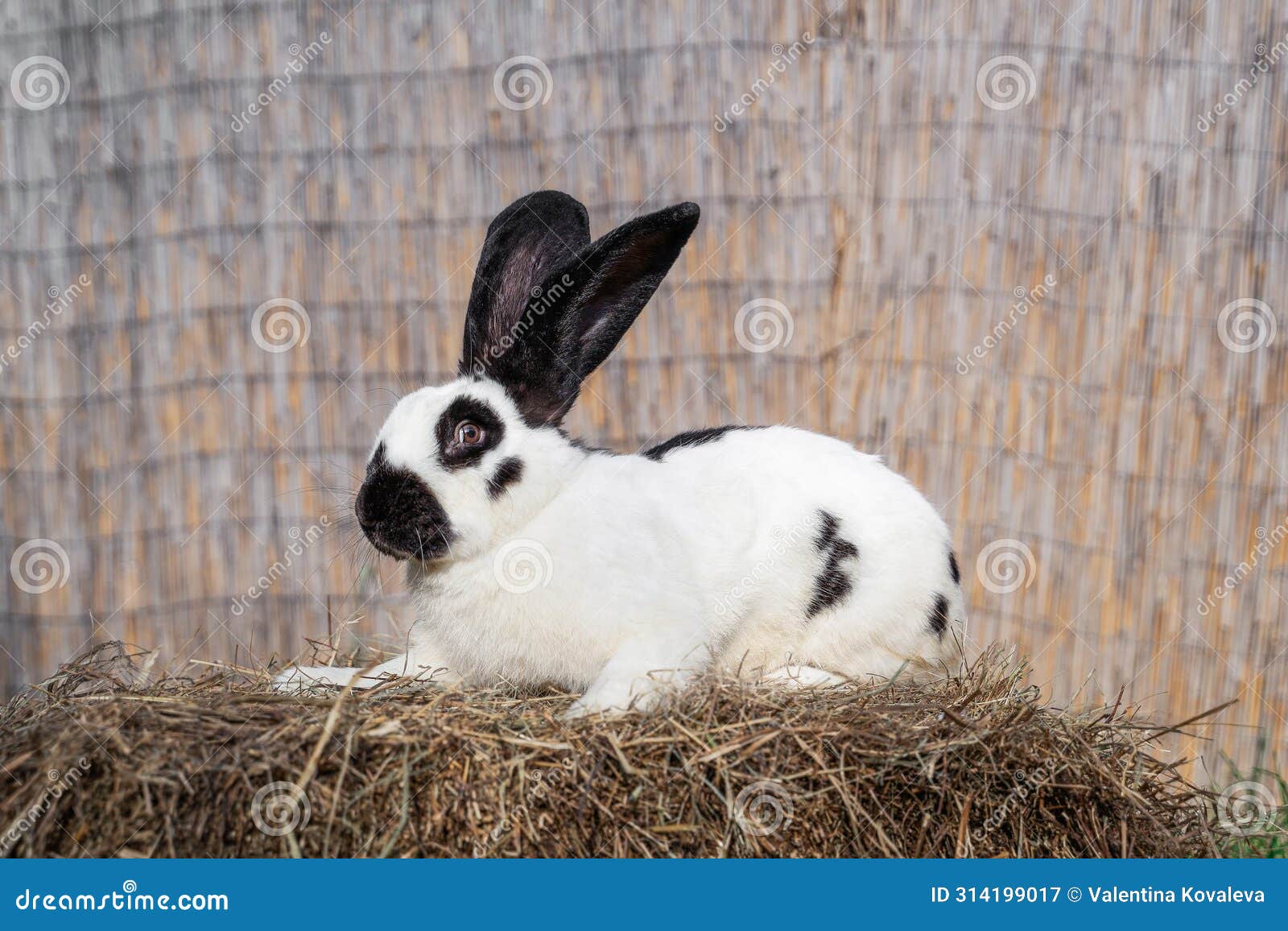 Strokach White with Black Spots Checkerd Gigantic - Large Rabbit Rabbit ...
