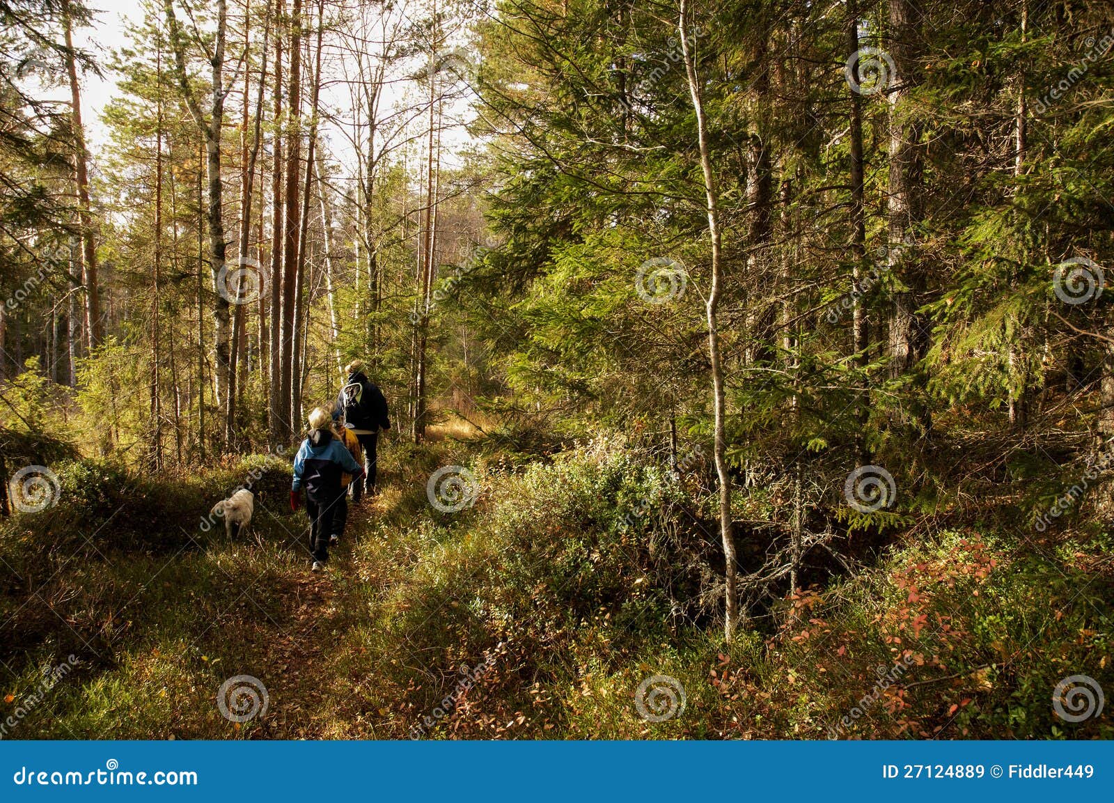 Stroll in the woods stock image. Image of stroll, path - 27124889