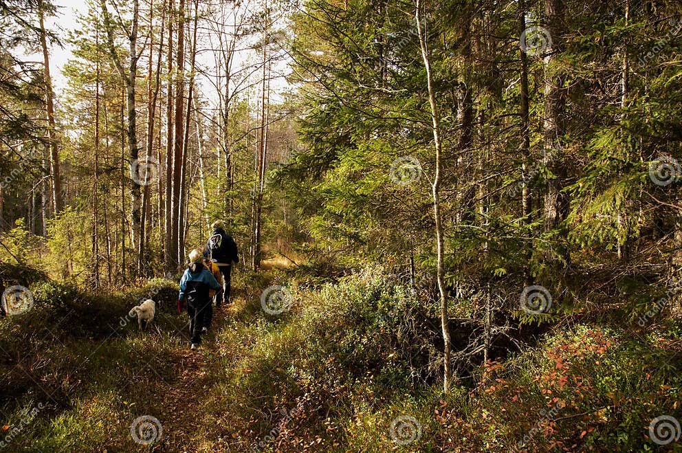 Stroll in the woods stock image. Image of stroll, path - 27124889