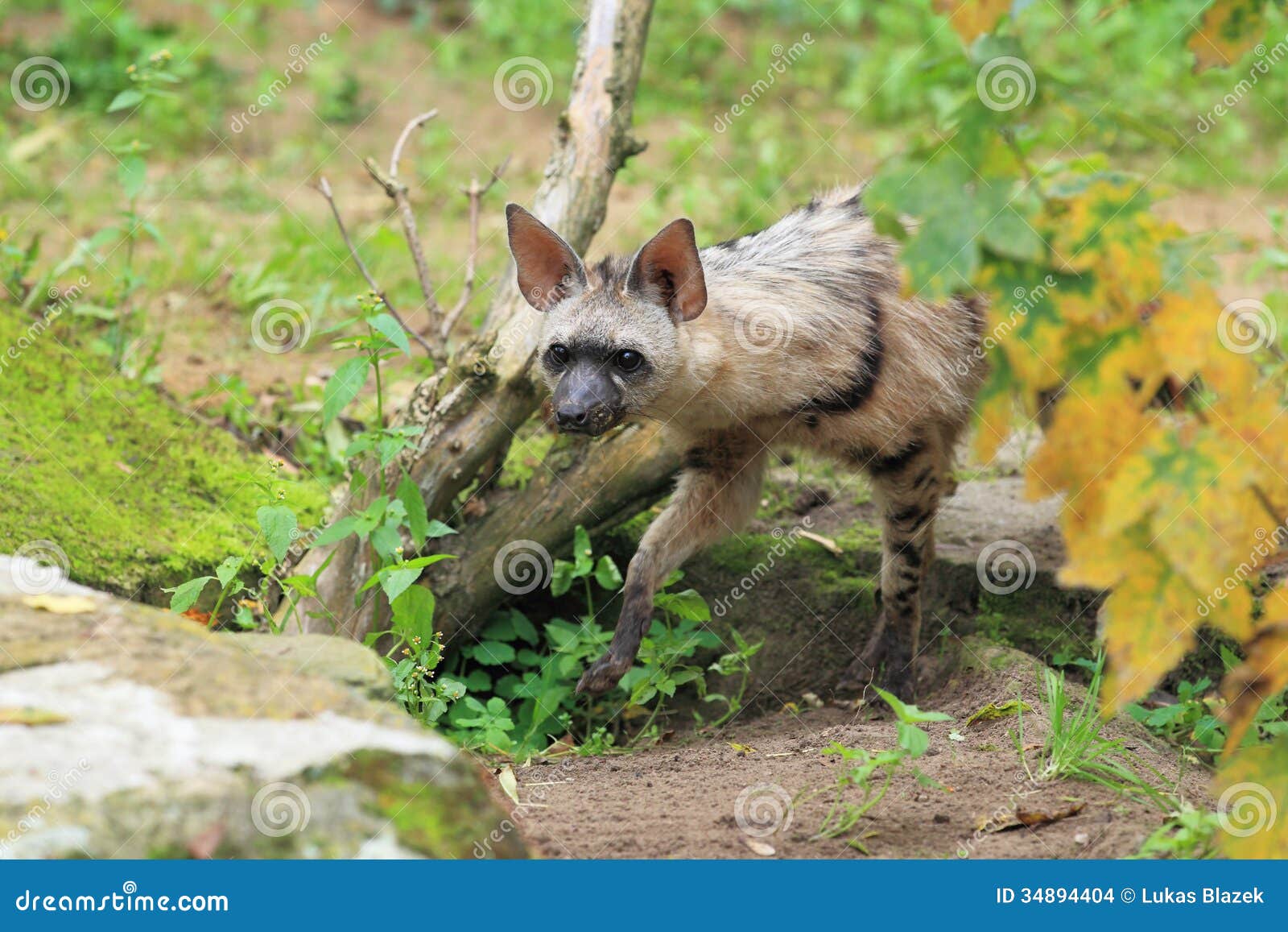 Aardwolf Stock Photography | CartoonDealer.com #31830608