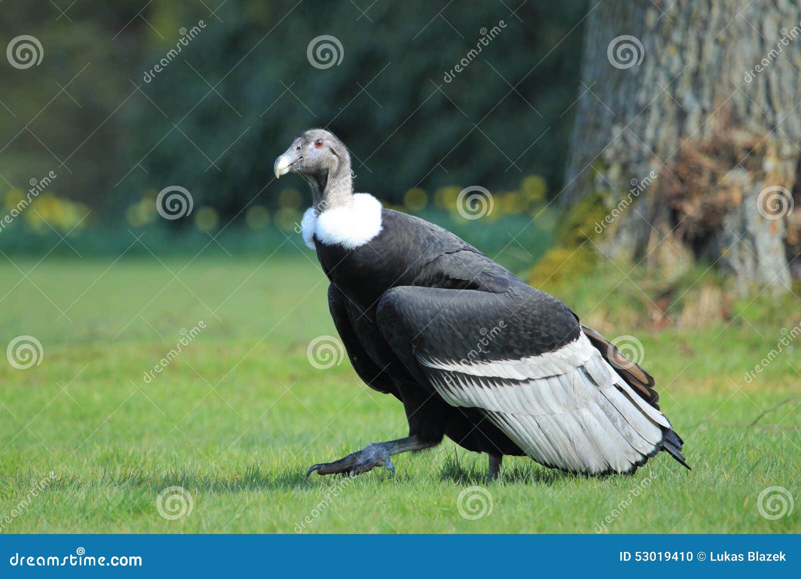 Andean Condor, Vultur Gryphus, Soaring Over The Colca Canyon In The ...