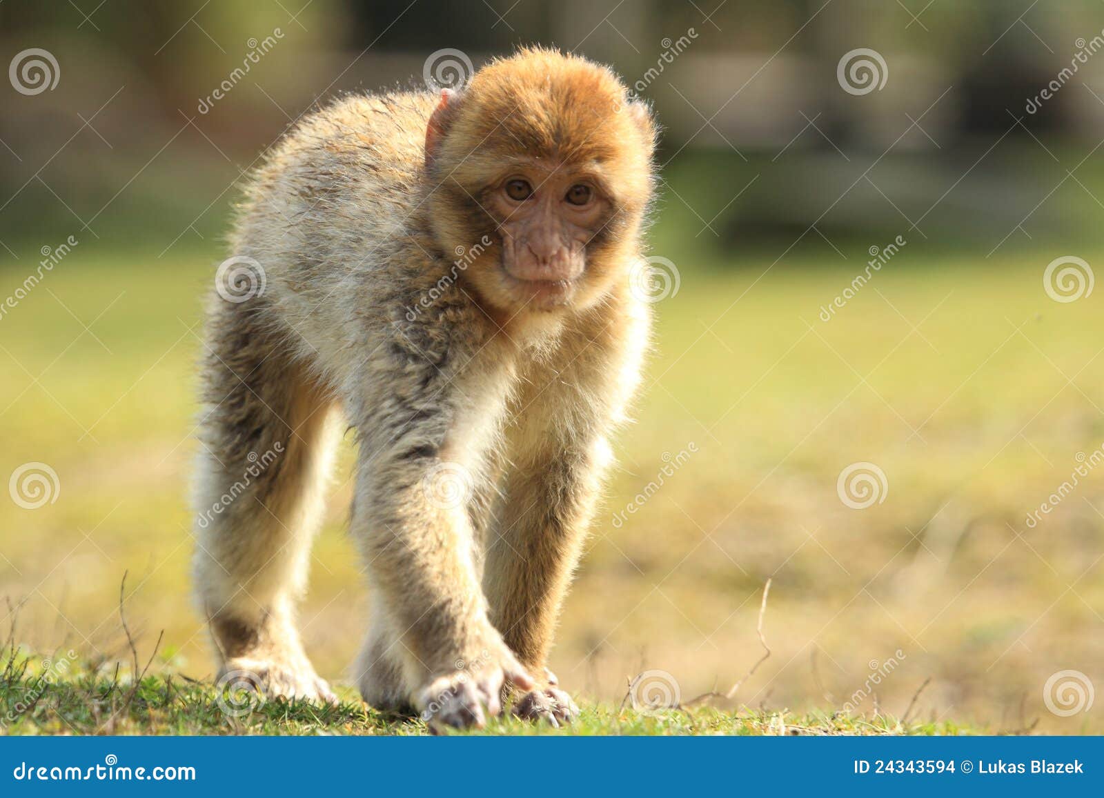 Barbary Macaque Monkey Eating A Tangerine, Ifrane, Morocco Royalty-Free ...
