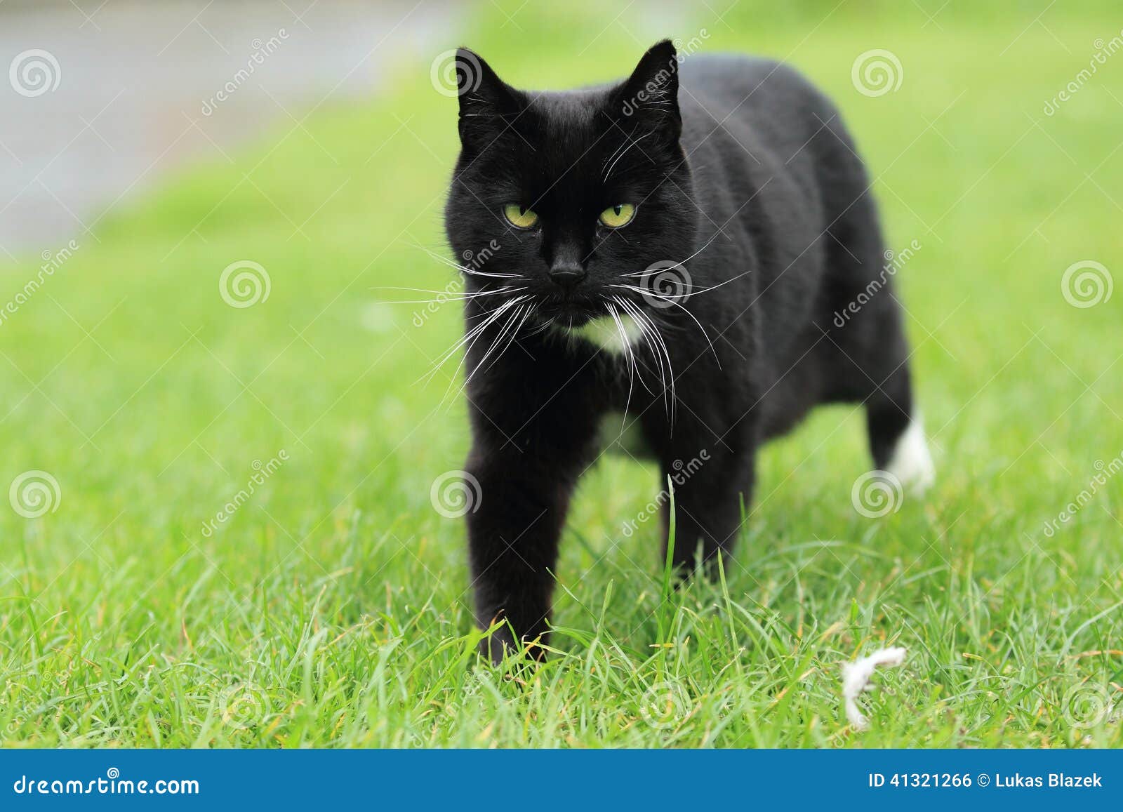 Strolling black cat stock photo. Image of animal, nature - 41321266