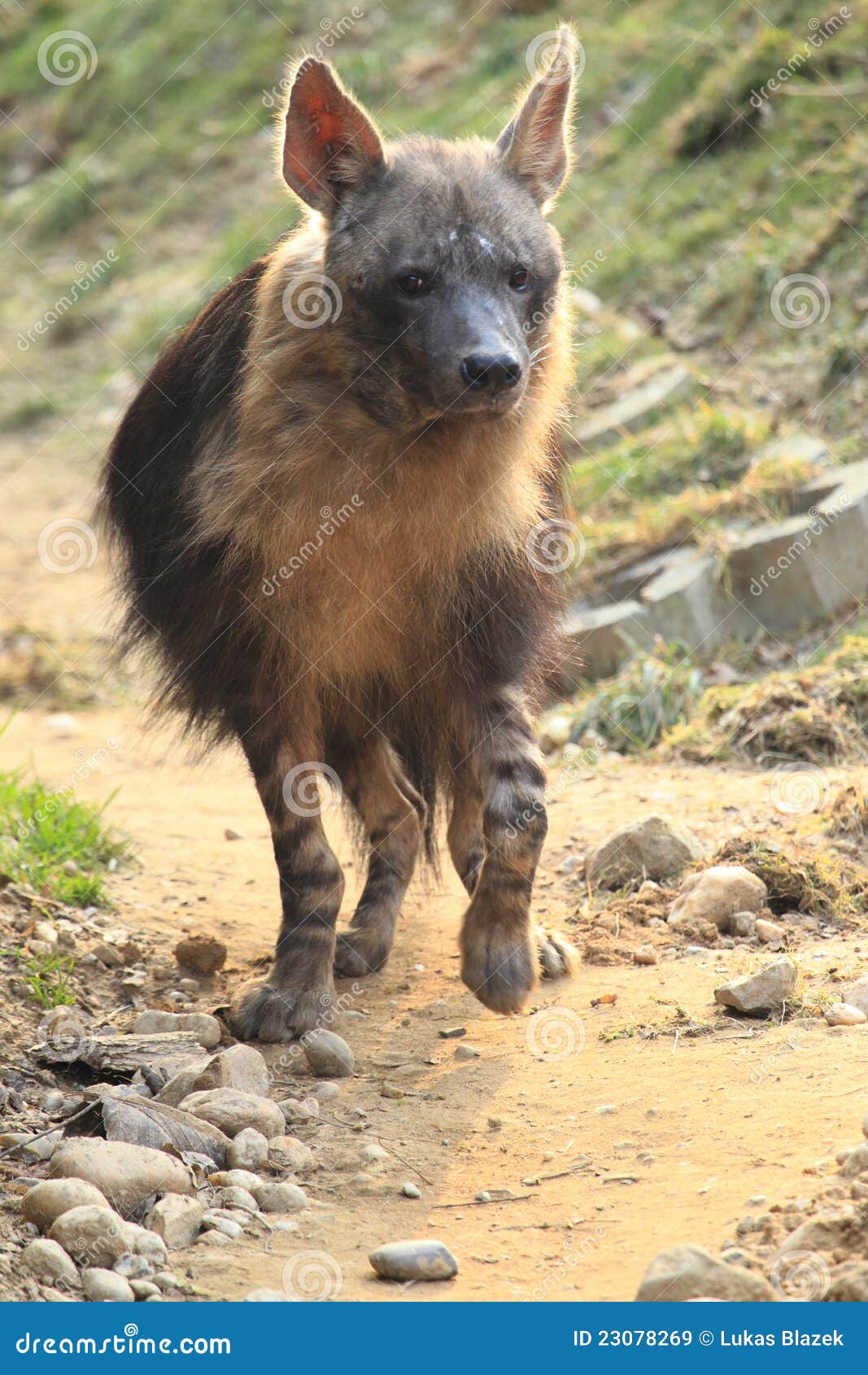 Strolling brown hyena stock image. Image of nature, hyena - 23078269