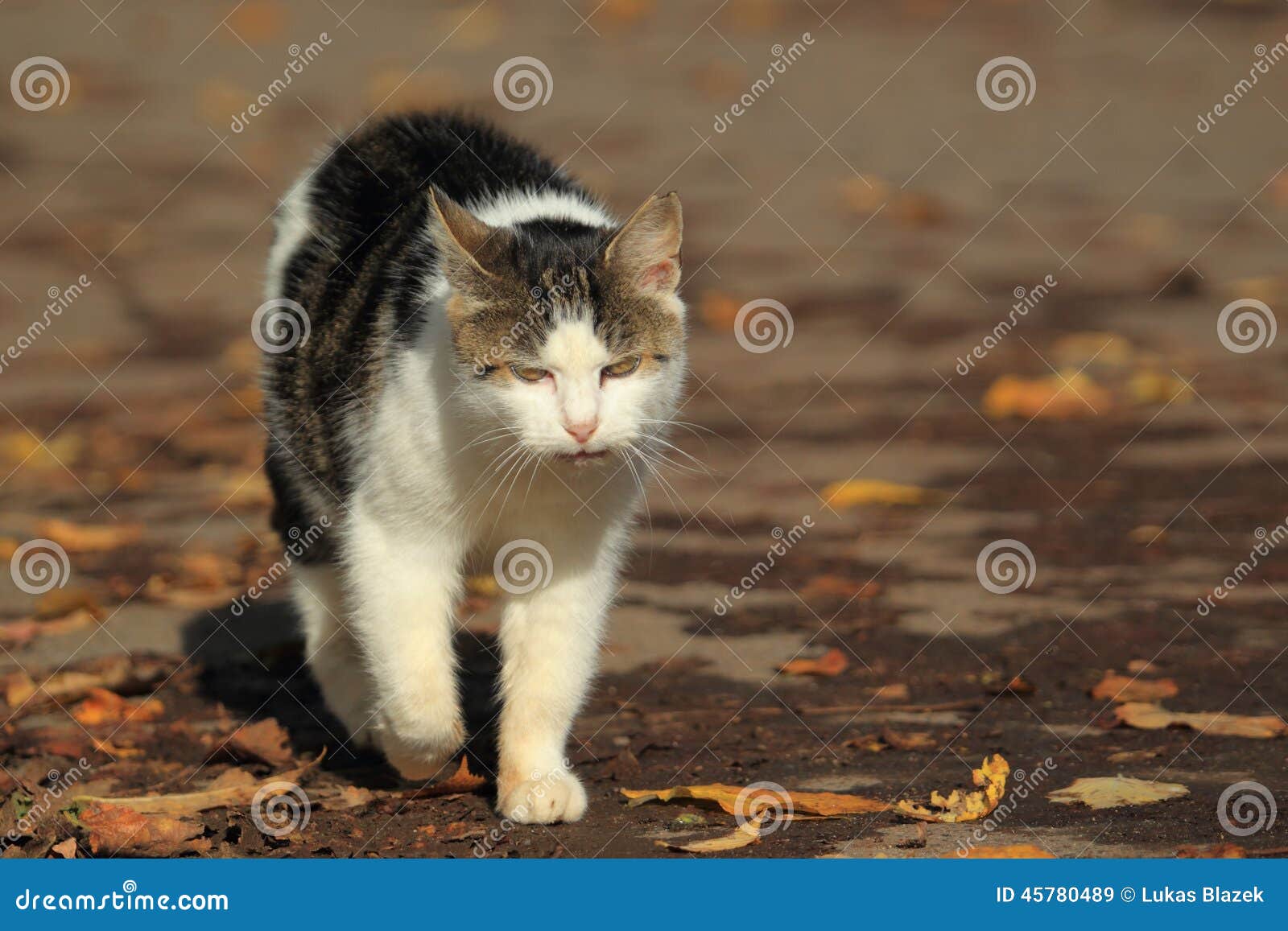 Strolling cat stock image. Image of nature, white, mammal - 45780489
