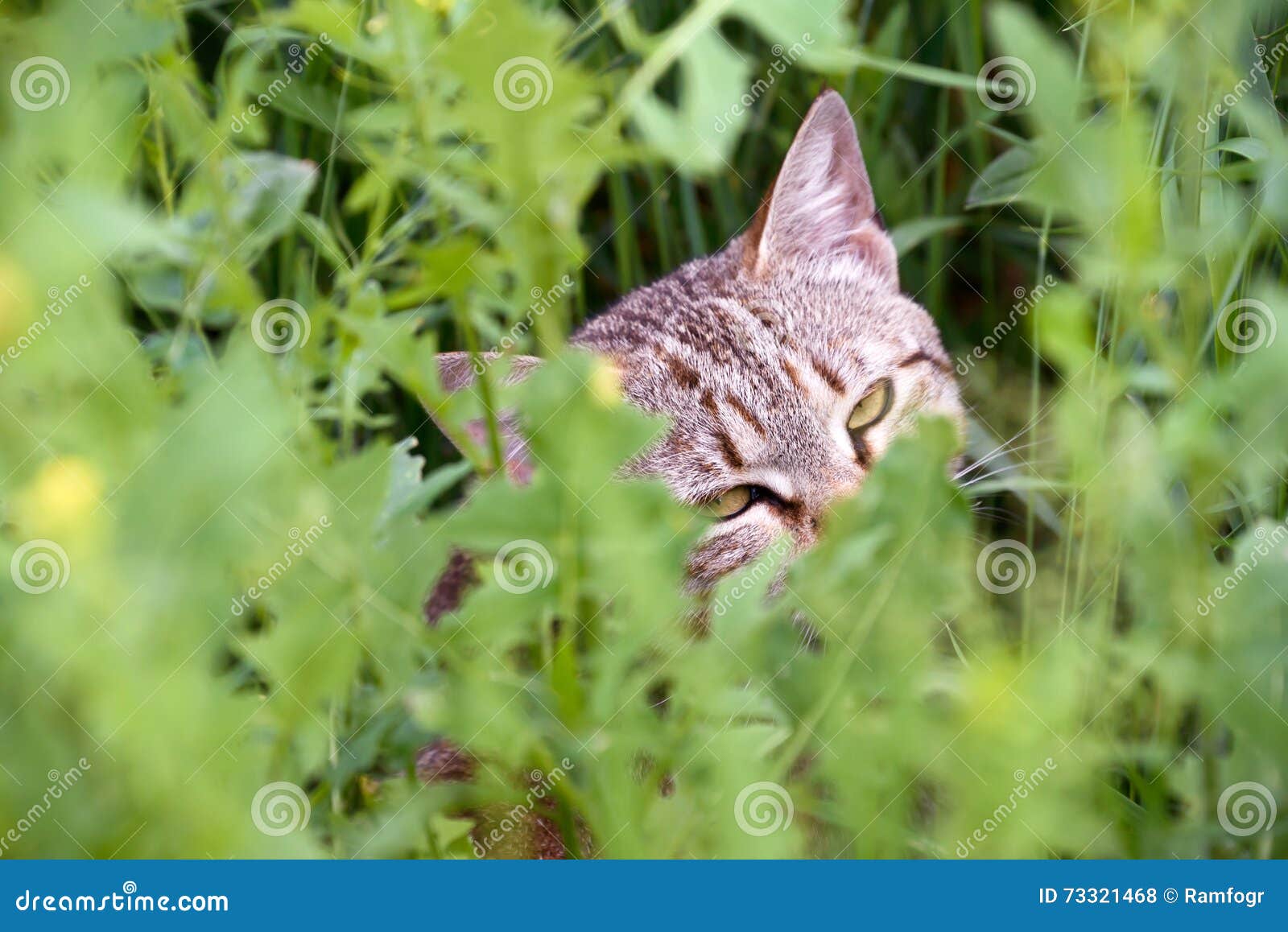 Strolling cat stock photo. Image of gray, animal, mammal - 73321468