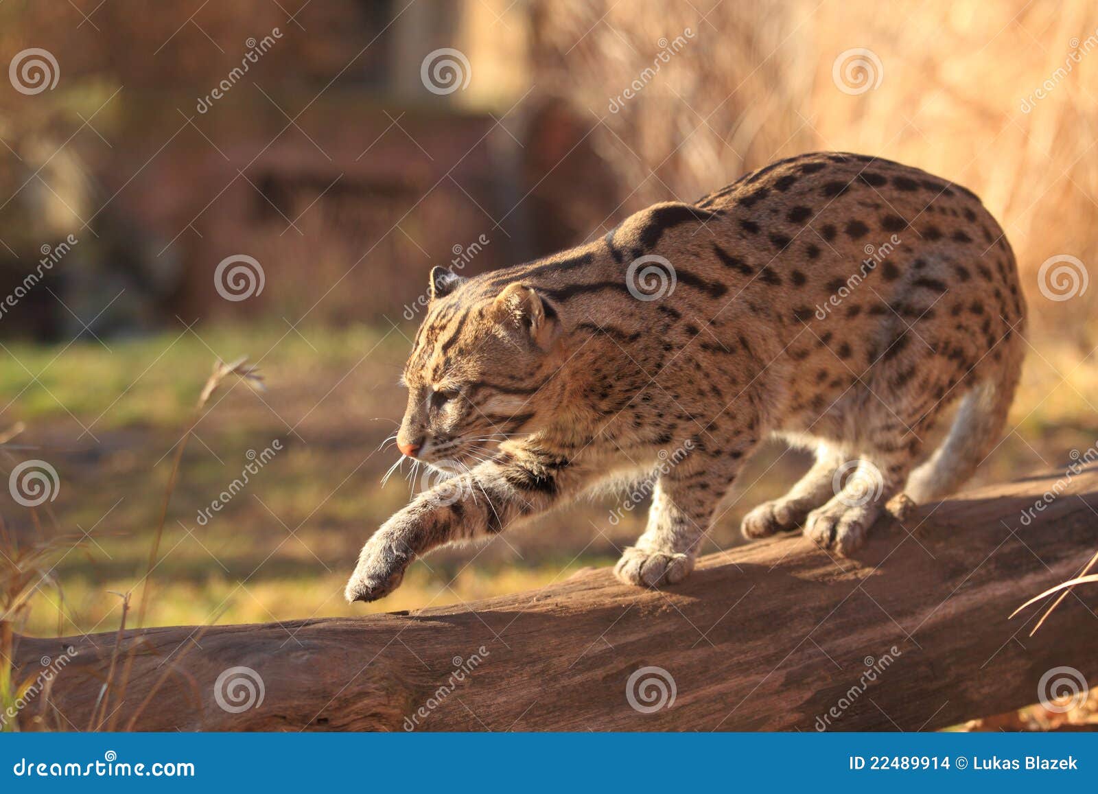 Strolling fishing cat stock photo. Image of trunk, adult - 22489914