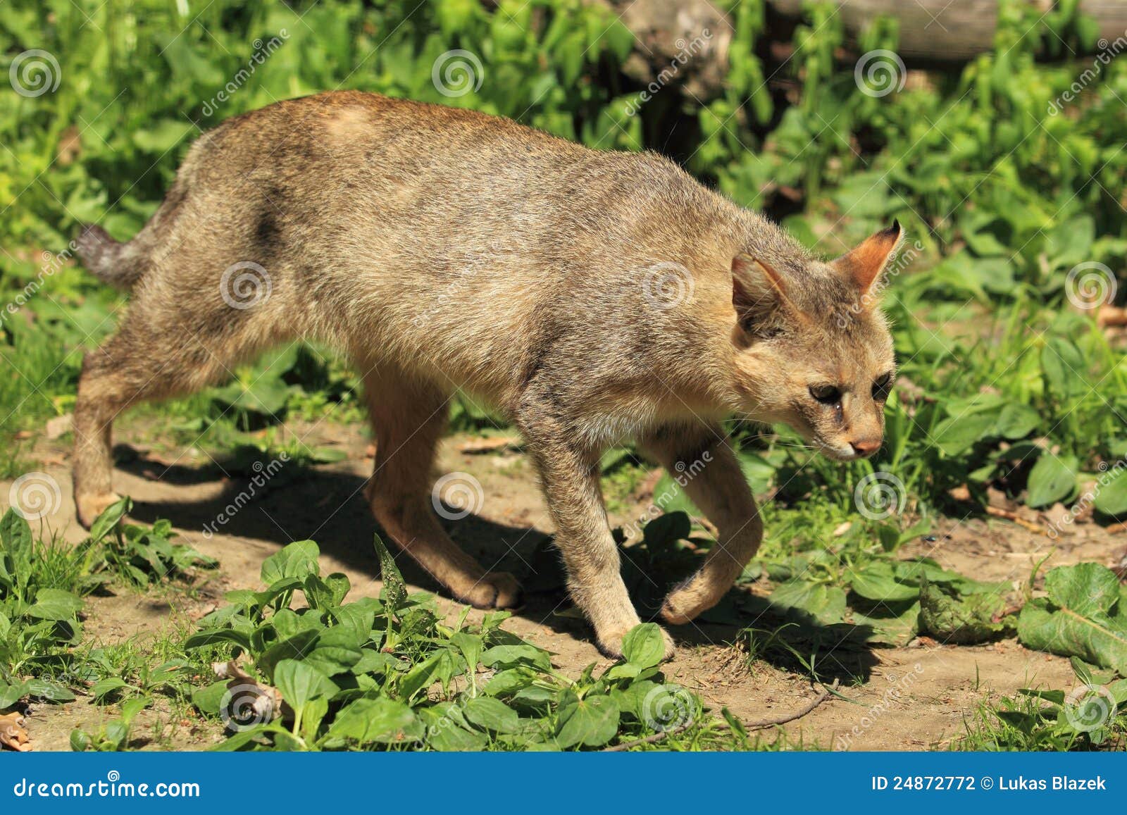 Strolling jungle cat stock photo. Image of grass, medium - 24872772