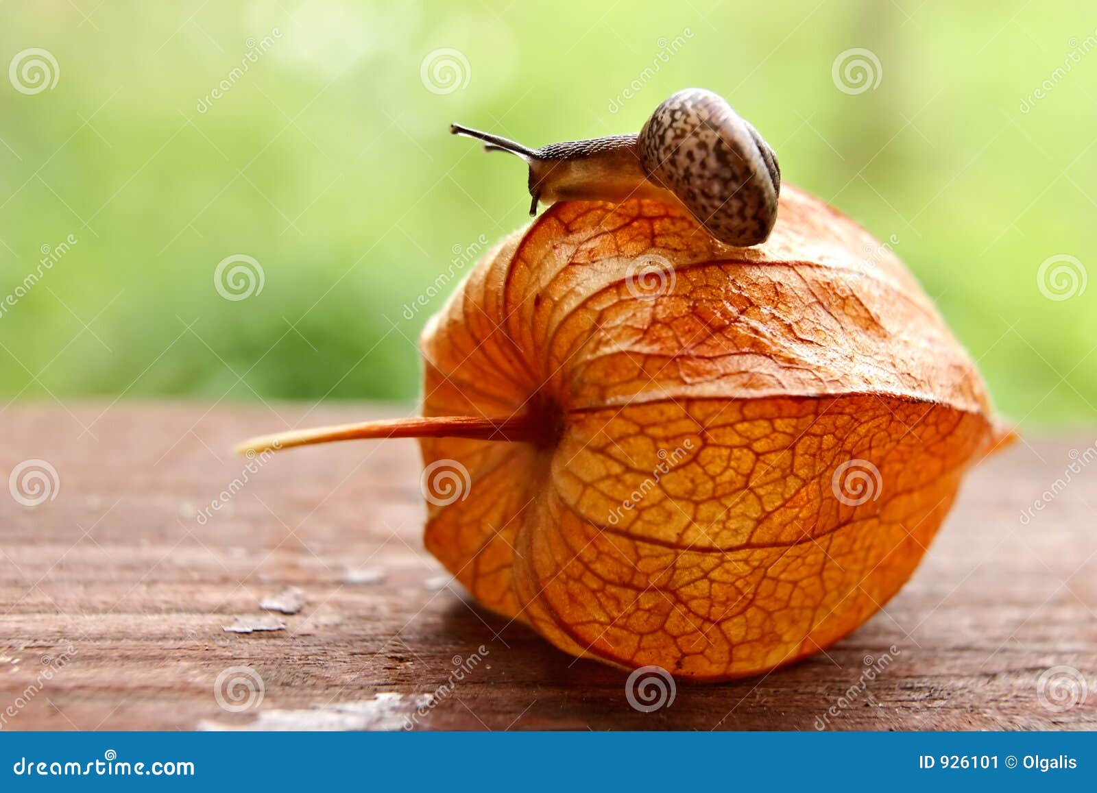 Strolling snail speed stock image. Image of crash, effort - 926101