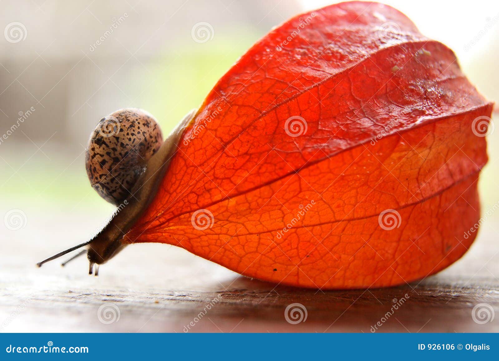 Strolling snail speed stock photo. Image of concept, hurry - 926106