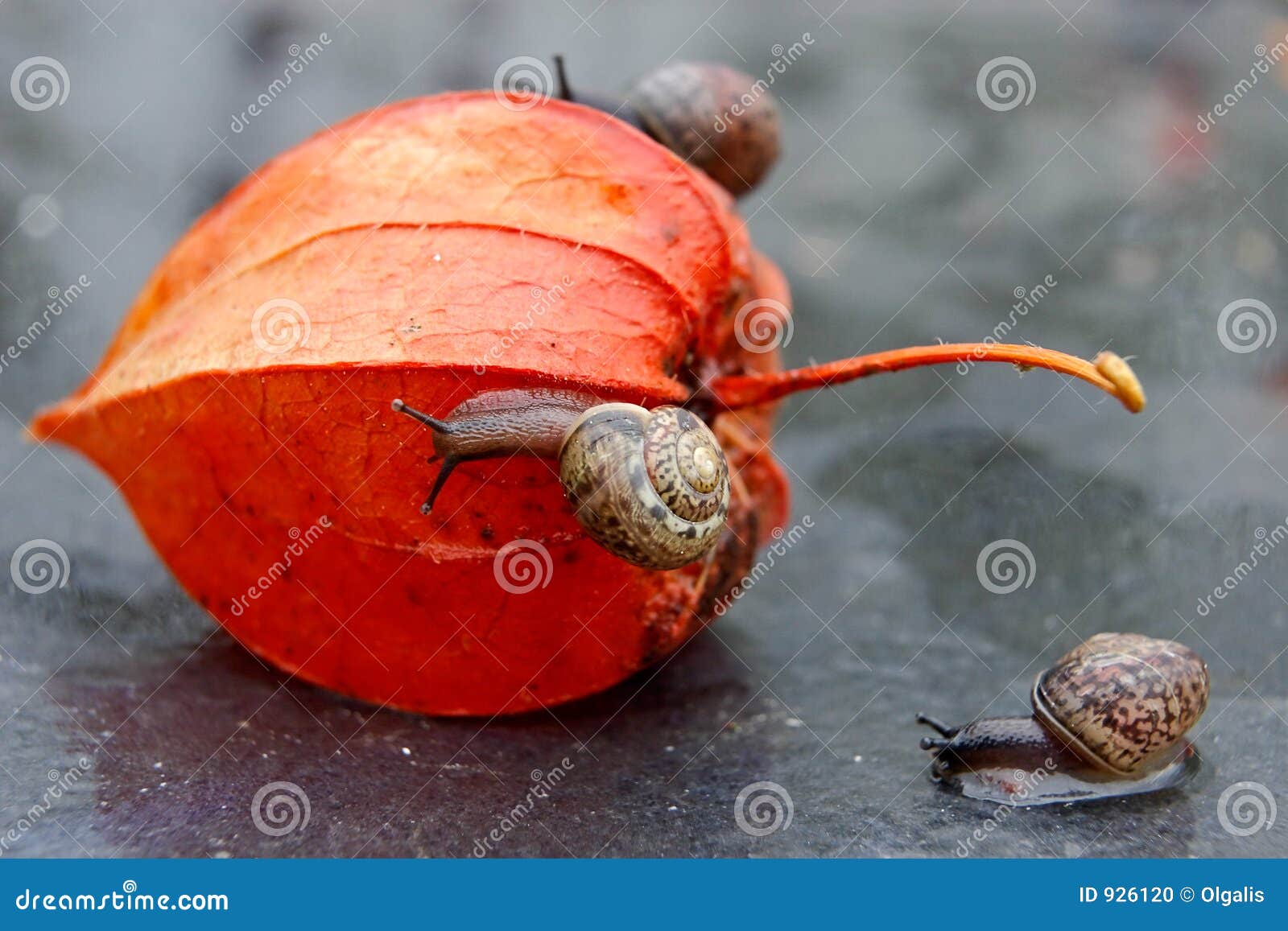 Strolling Snails Picture. Image: 926120