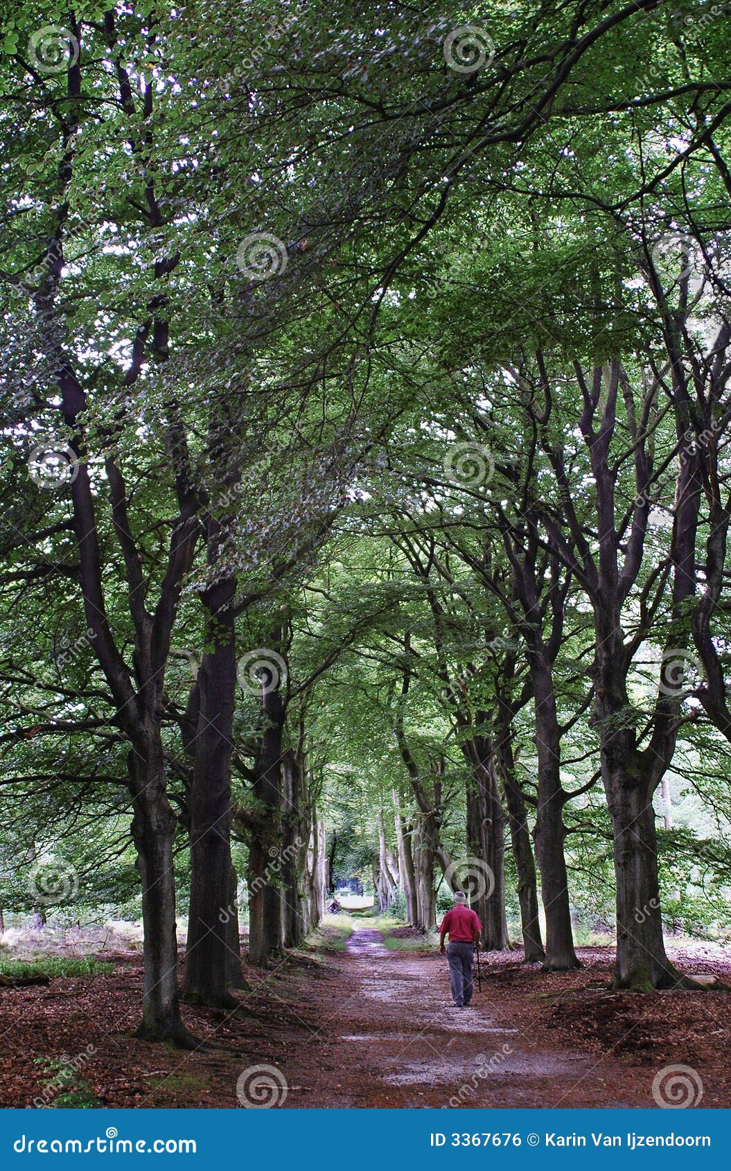Strolling on Tree-lined Path Stock Photo - Image of outdoors, relaxing ...