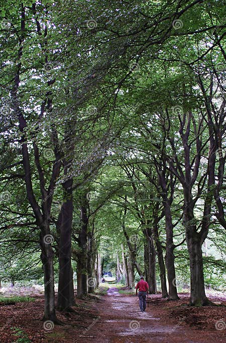 Strolling on Tree-lined Path Stock Photo - Image of outdoors, relaxing ...