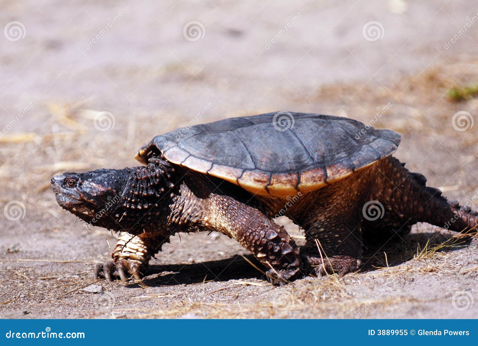 Strolling Turtle stock image. Image of turtle, land, animal - 3889955