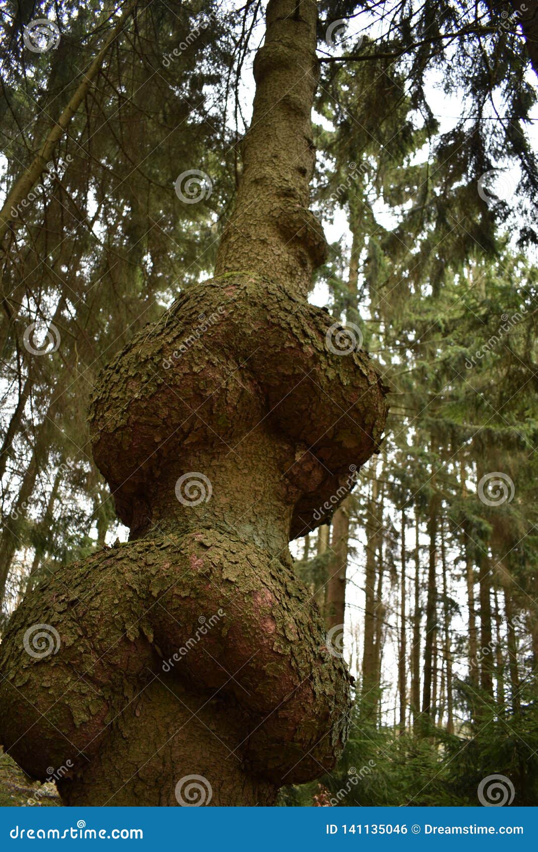 Unusual strange tree stock photo. Image of strolling - 141135046