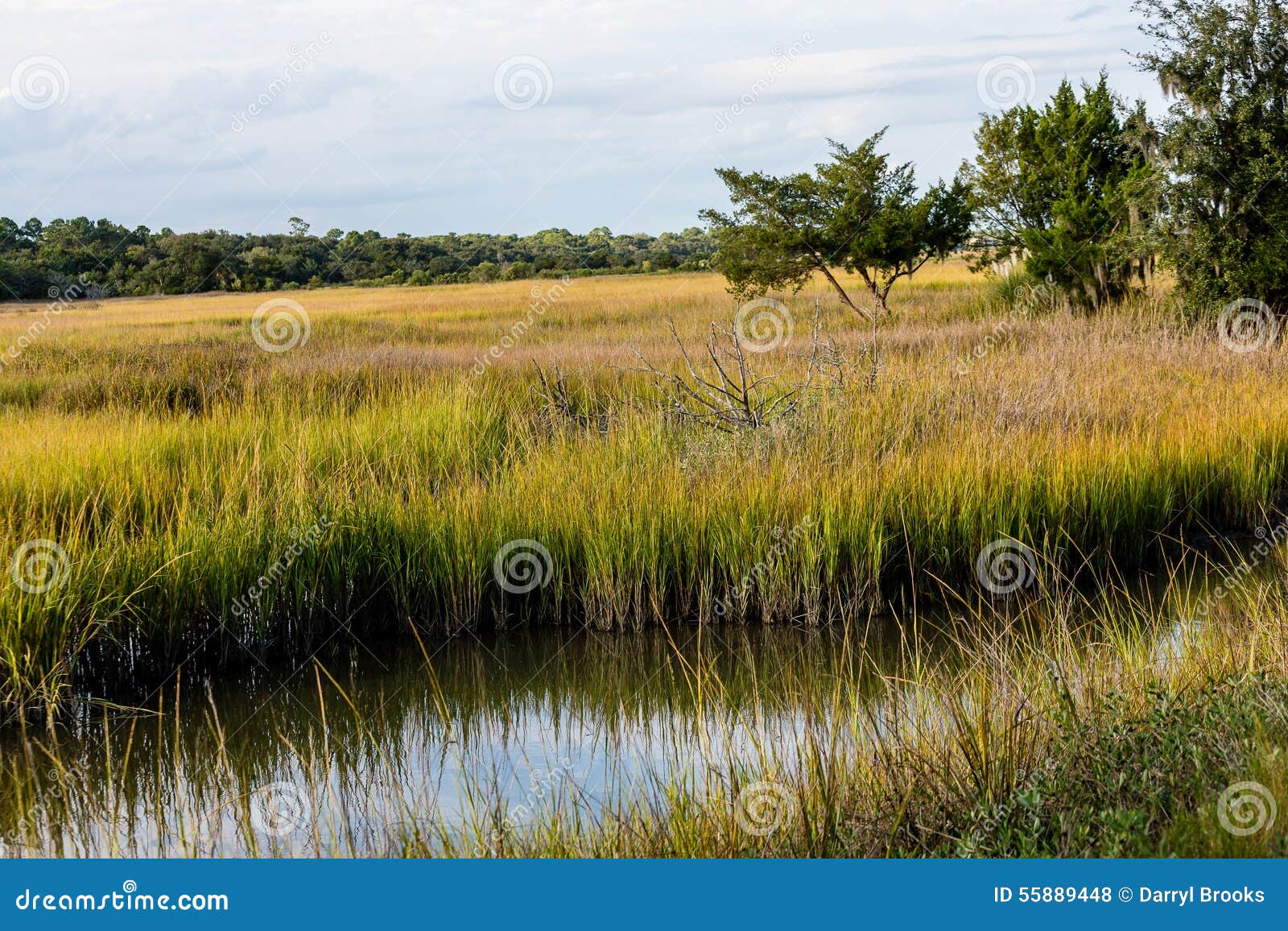 Strom Durch Sumpfgebiet-Sumpf Stockfoto - Bild von wild, reise: 55889448