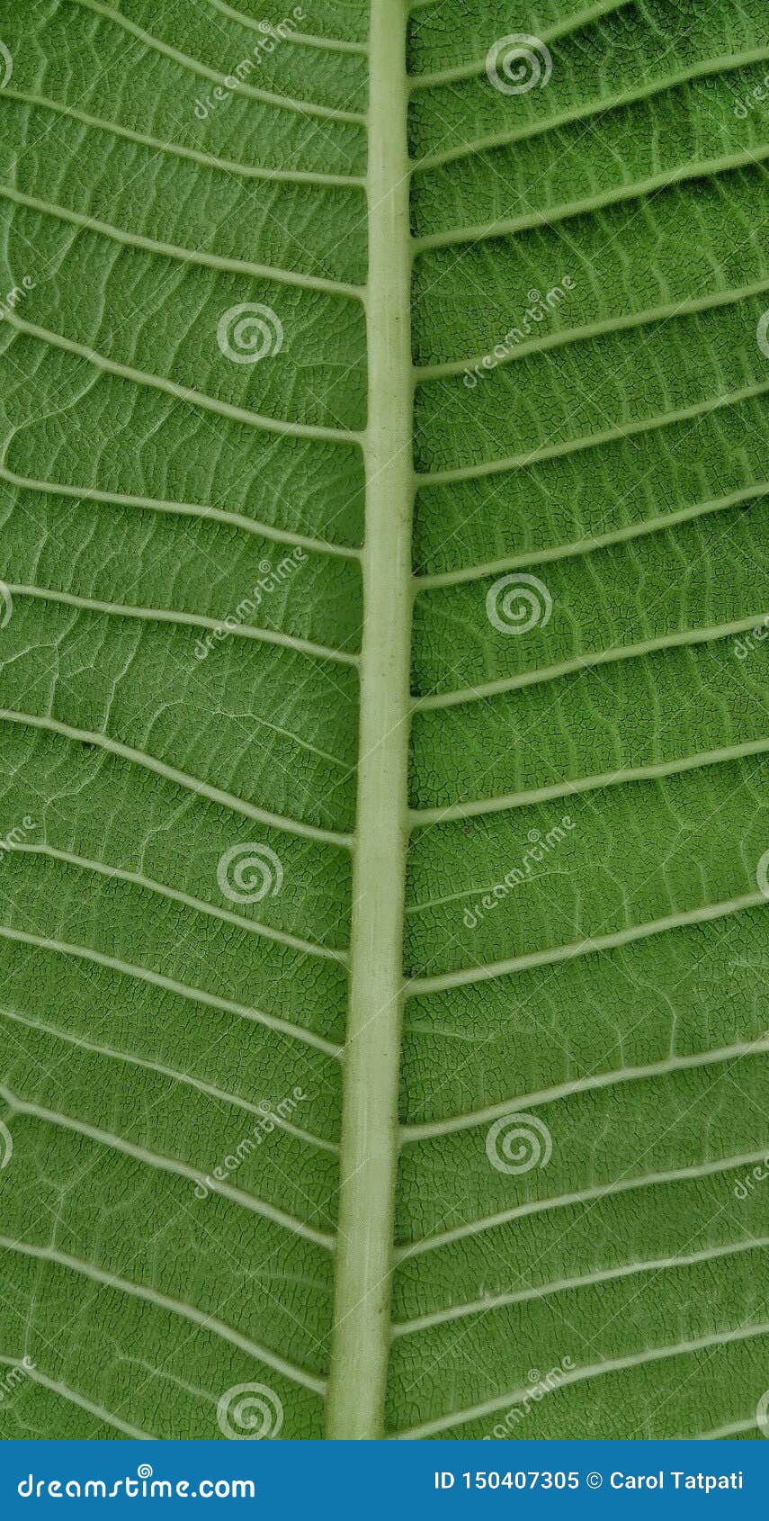 Stromata Stock Photos - Free & Royalty-Free Stock Photos from Dreamstime