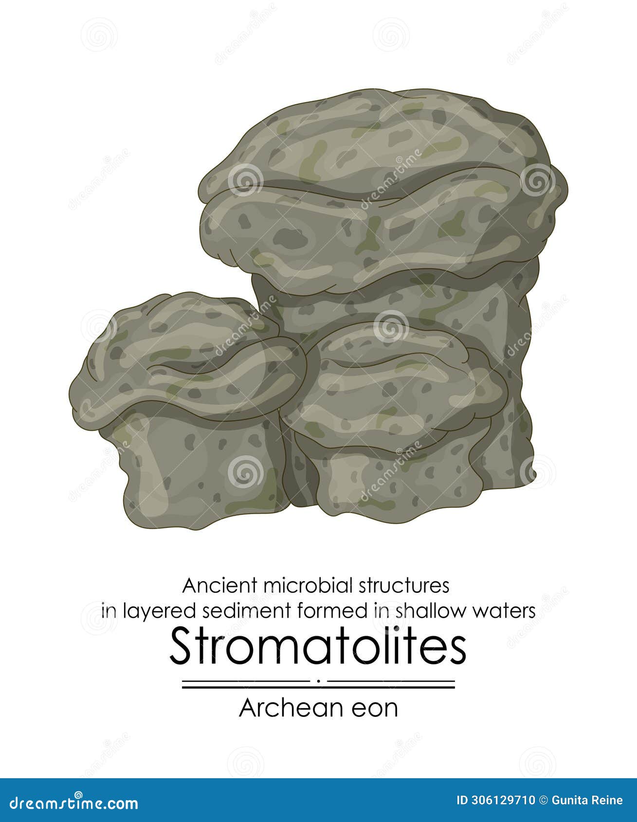 Stromatolites Formations Ancient Microbial Structures Vector ...