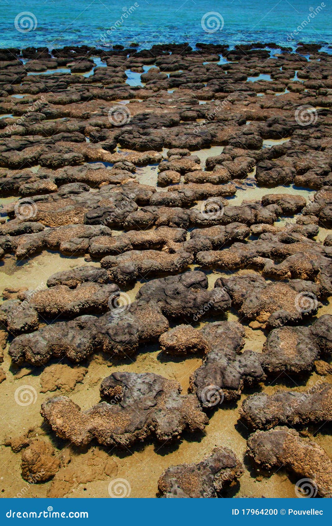 Stromatolites stock photo. Image of attraction, sightseeing - 17964200