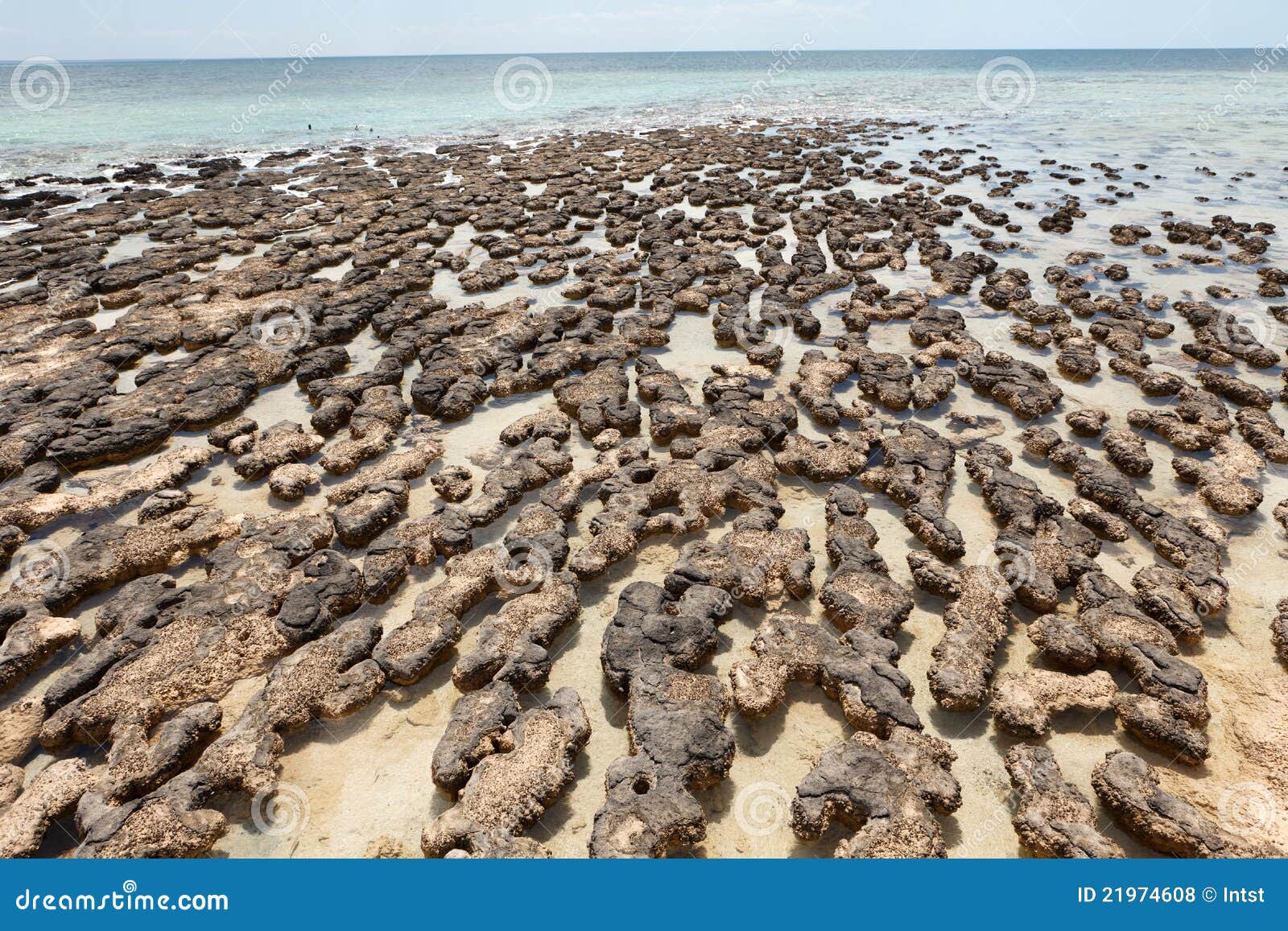 Stromatolites stock photo. Image of beach, black, cellular - 21974608