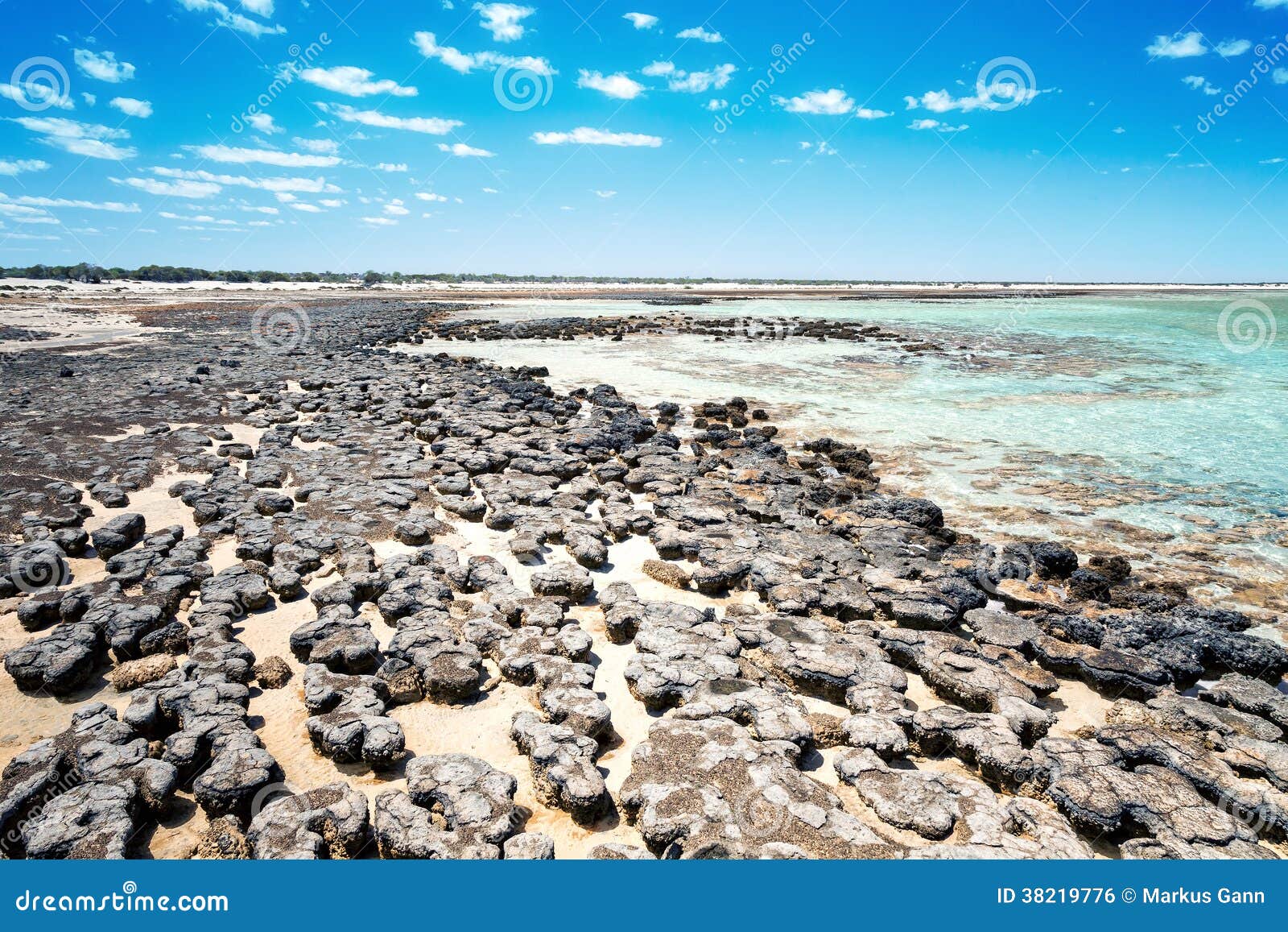 Stromatolites Australia stock photo. Image of lagoon - 38219776