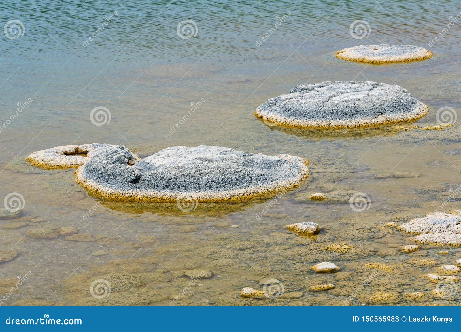 Stromatolites - Lake Thetis Stock Image - Image of billion, thetis ...