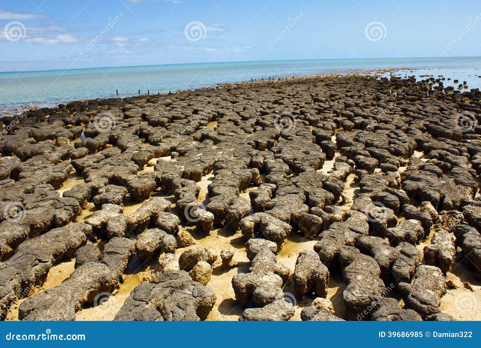 Stromatolites in West Australia Stock Image - Image of state, micro ...