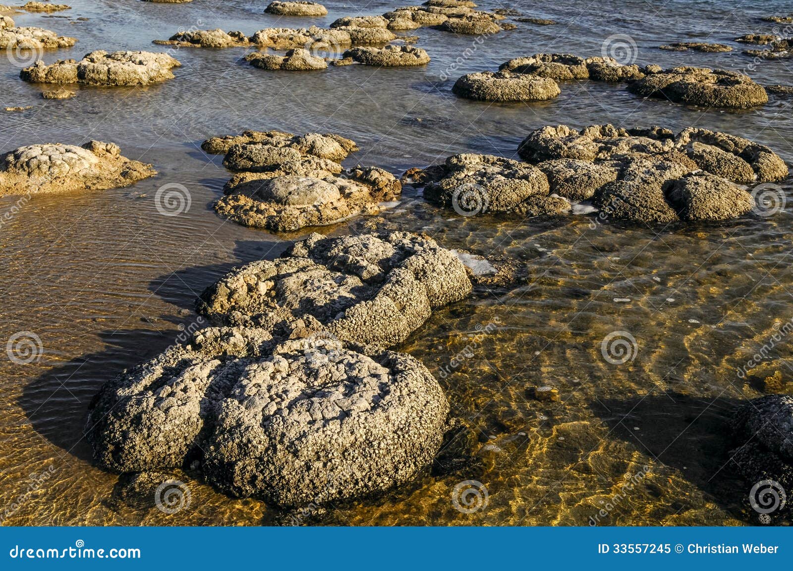 Stromatolites in West Australia Stock Image - Image of pacific ...