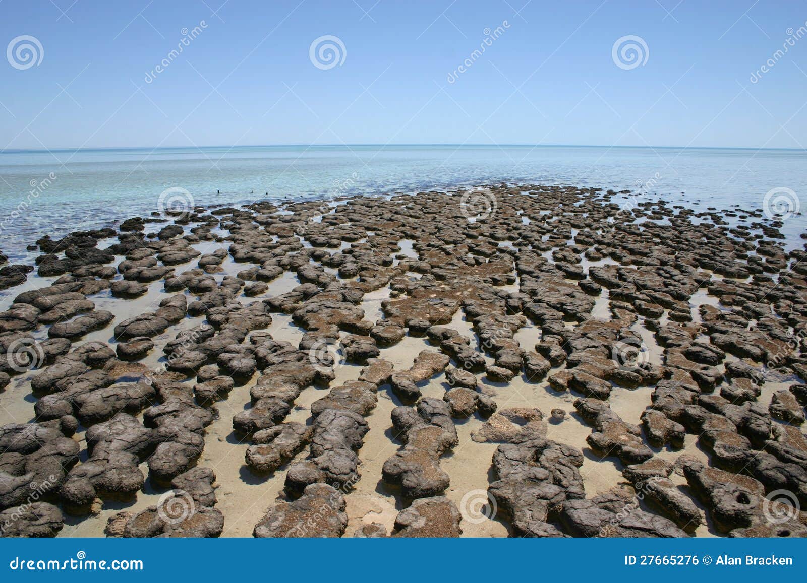 Stromatolites, Western Australia Stock Photo - Image of stromatolites ...