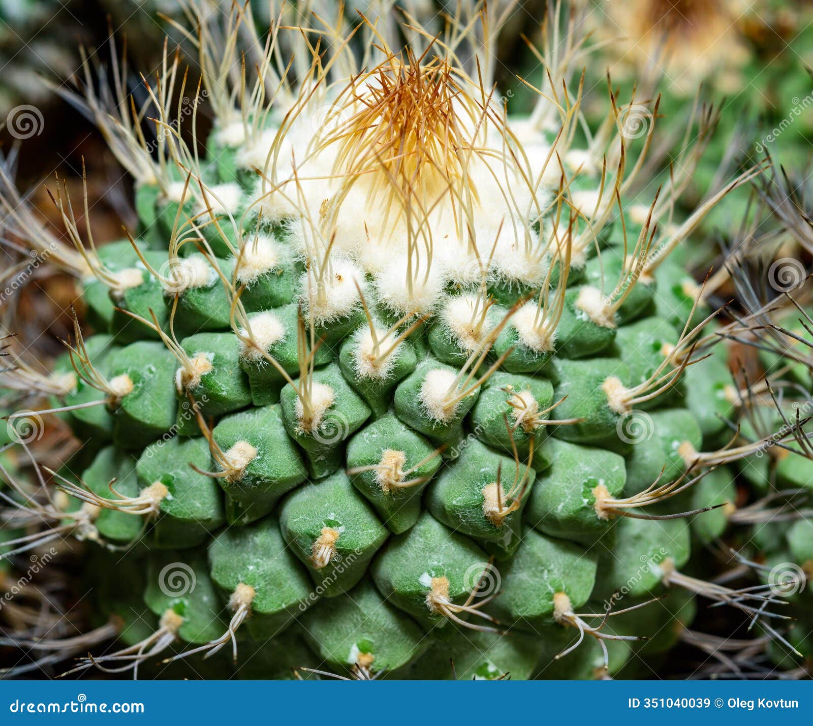 Strombocactus Disciformis - Endangered Rare Cactus Species in a ...